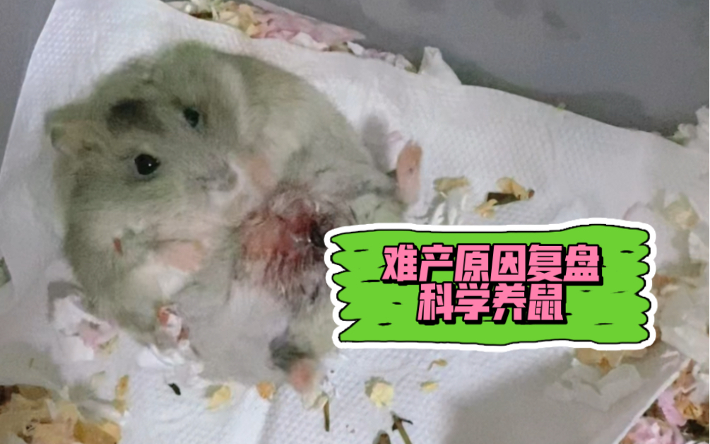 仓鼠难产原因复盘,原来布丁品种是日本实验室产物!