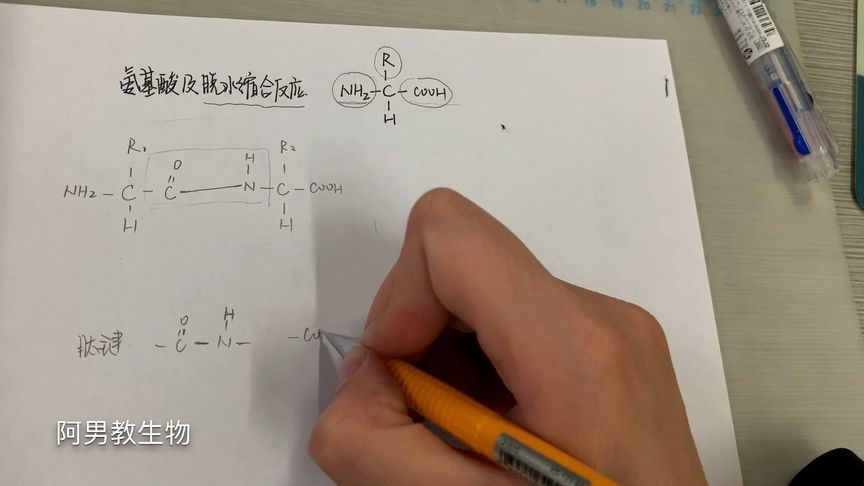 高中生物课:氨基酸是怎样形成蛋白质的