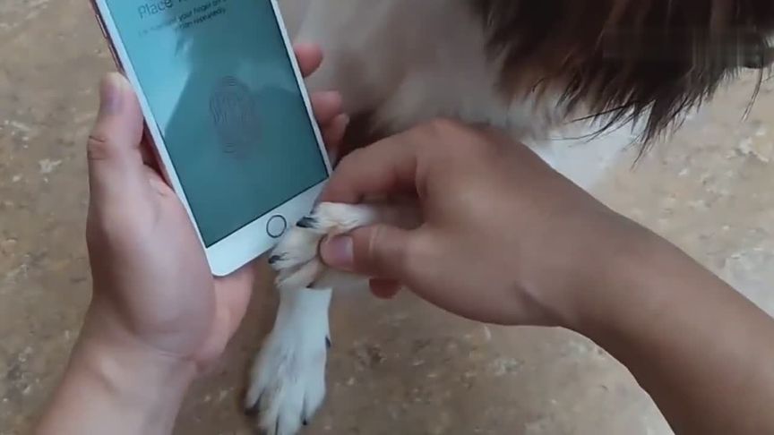 小伙脑洞大开想把狗爪设置成苹果手机的指纹解锁,结果让人意外