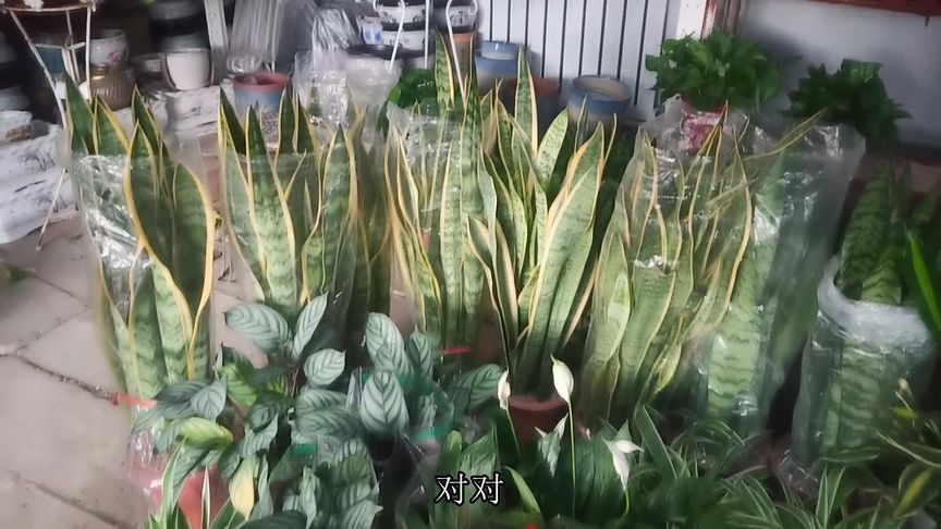 农村大哥种植花卉,一盆卖多少钱?这价格挣钱吗?
