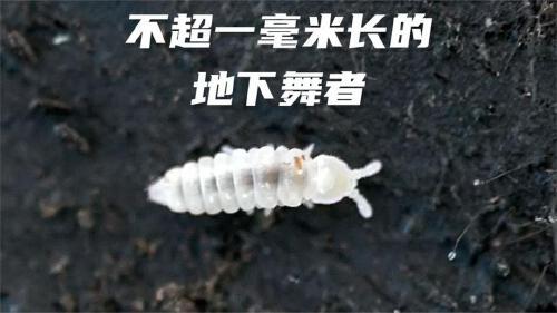 探秘地下世界:微生物和生物工程带来的奇迹