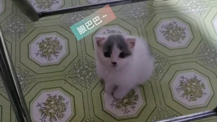 当你有个会撒娇的猫咪