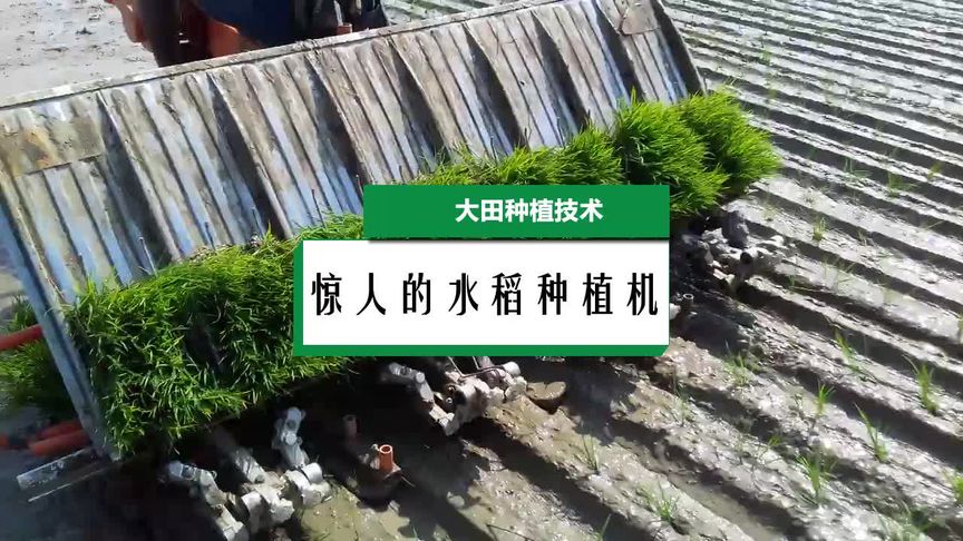#大田种植技术 惊人的水稻种植机