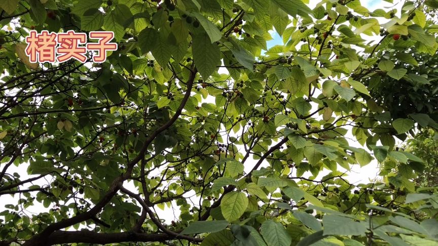 身边的草药(82–1),楮实子,补益肝肾保肝护肝明目利水