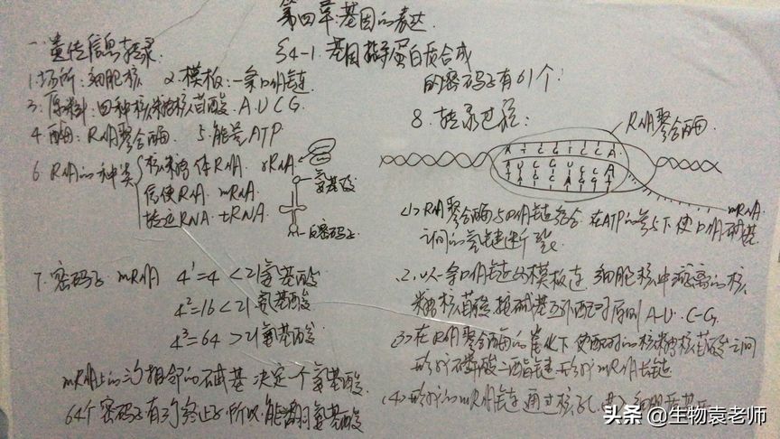 遗传信息的转录