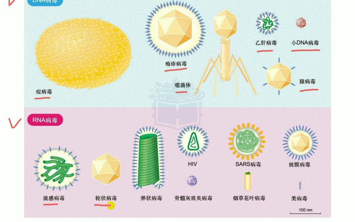 DNA 病毒和 RNA 病毒增殖过程简介
