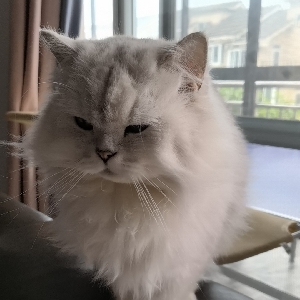 出珍珠饰品的猫猫 