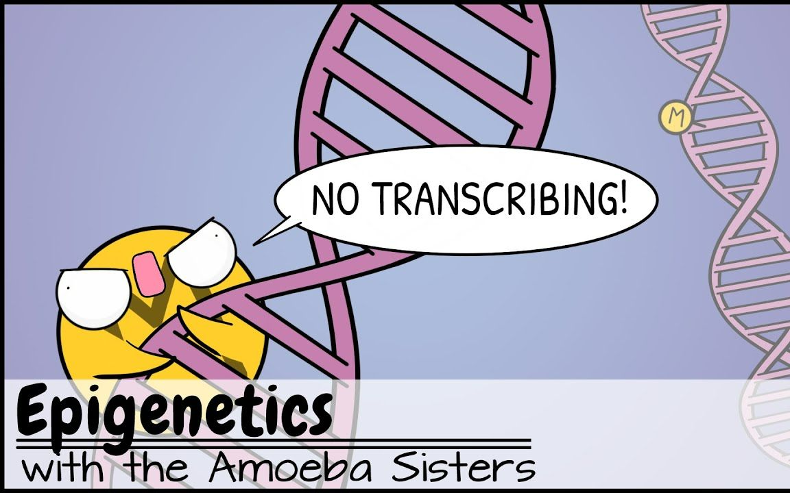 【Amoeba Sisters科普】表观遗传学(中英文字幕)
