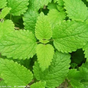 薄荷薄凉又如何 