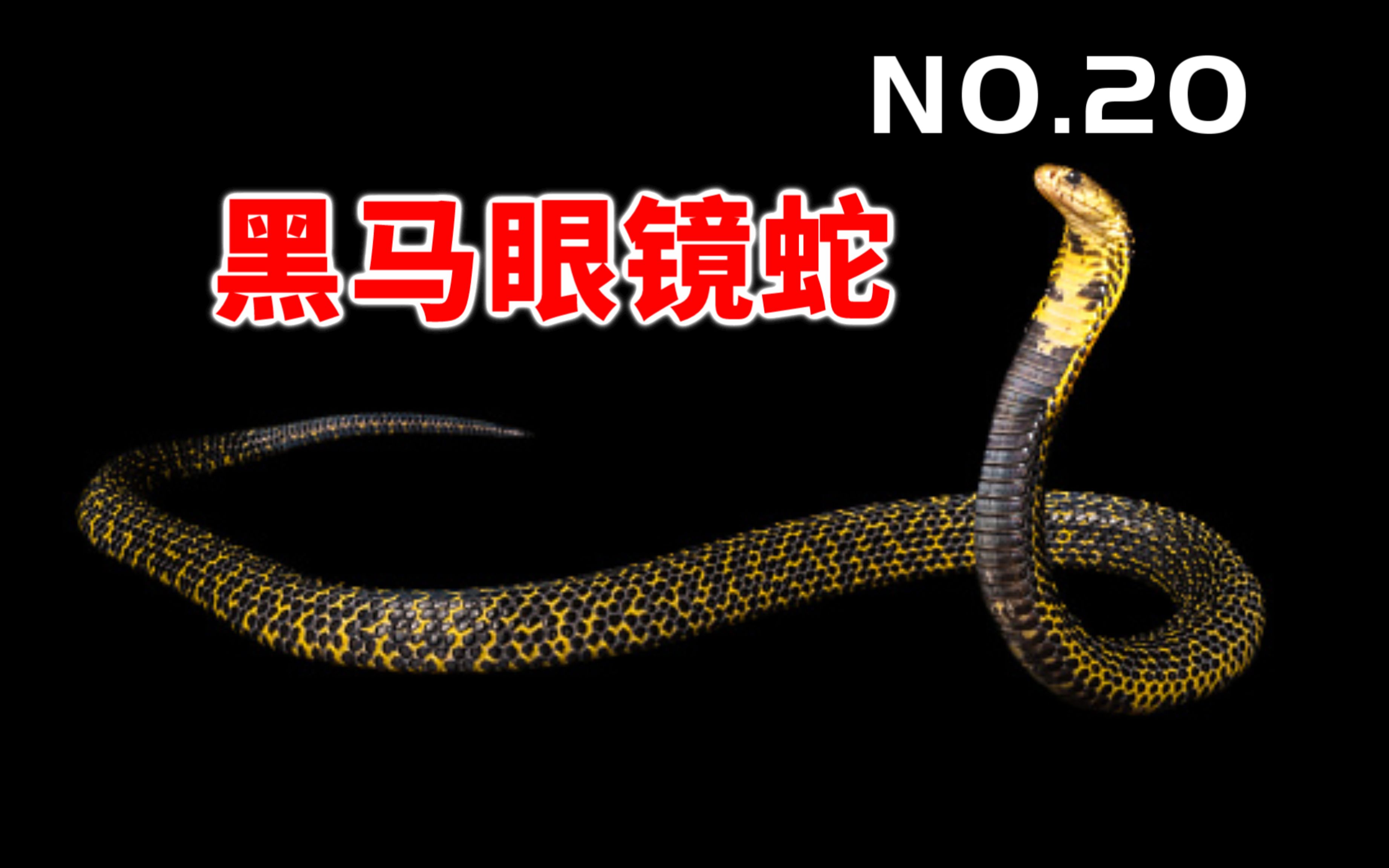 毒性排名第20!亚洲黑马!萨玛喷毒眼镜蛇!