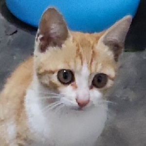 椰纸aba 
