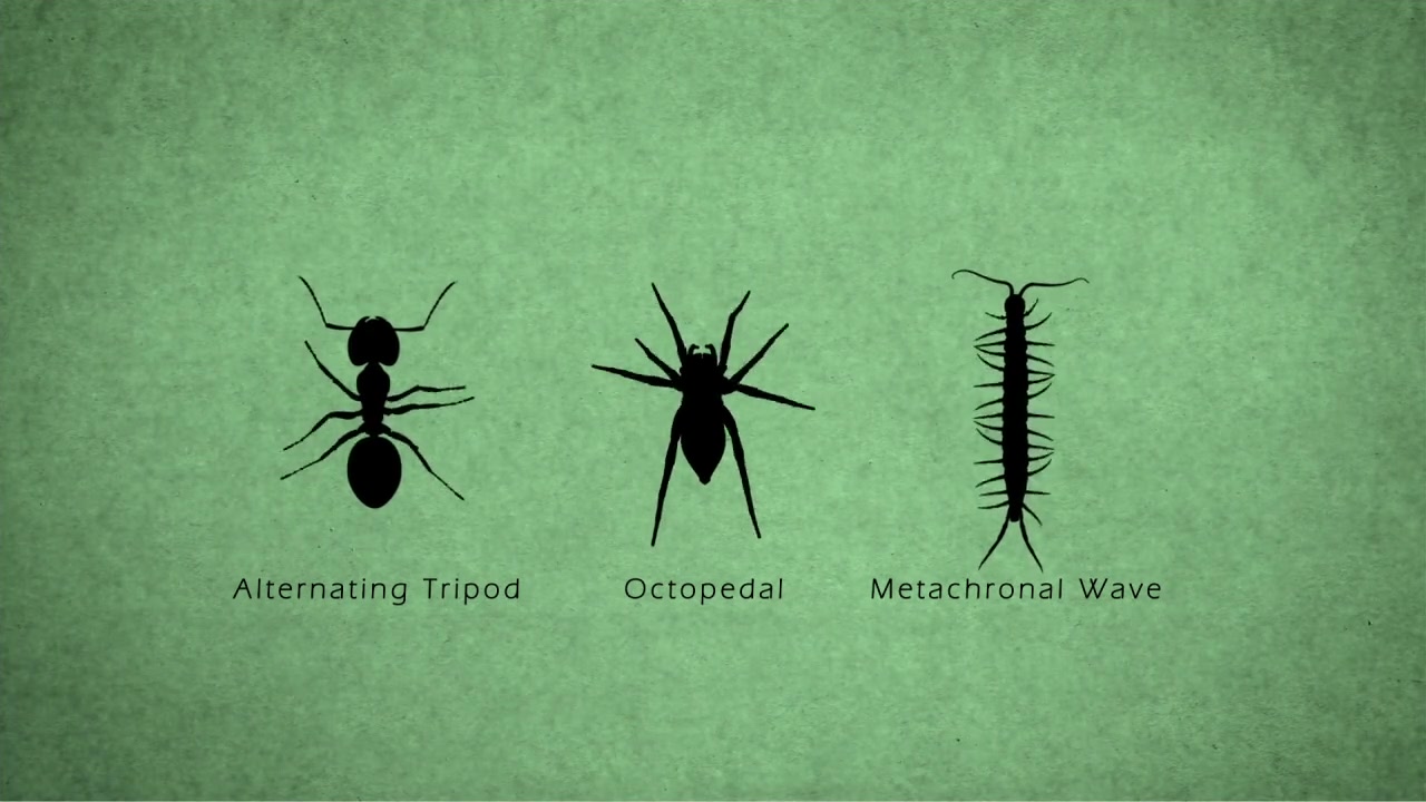 多足动物爬行步态如何画?