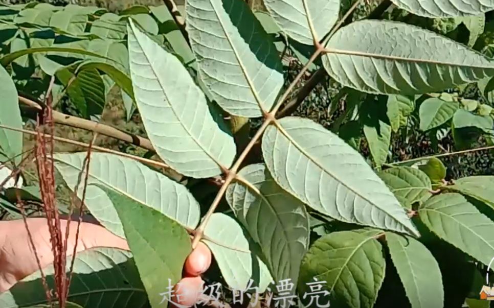 楤木有认识的吗?浑身都是刺,一起来了解一下它的用途吧