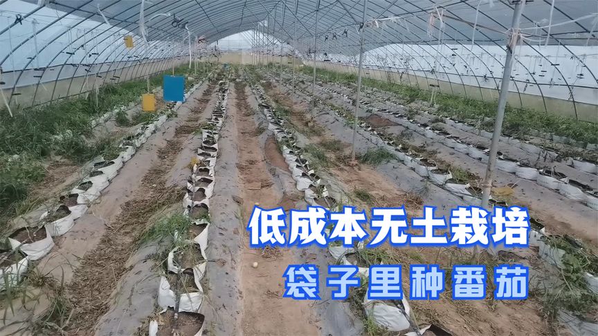 番茄种在小袋里,刷新老农的认知,这才是低成本无土栽培
