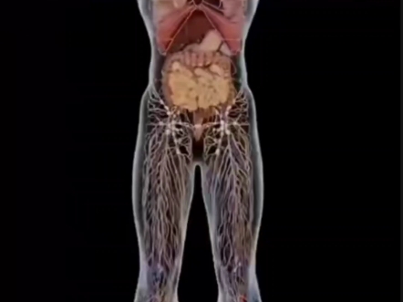人体十二经络3D动态模型图