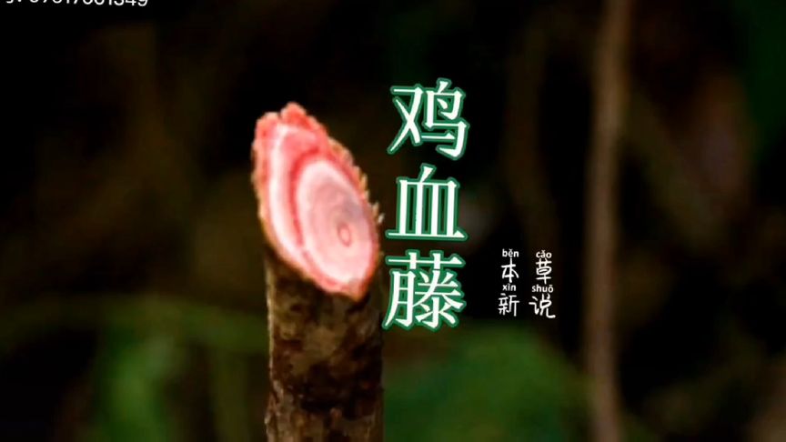 【广西正宗野生鸡血藤老藤中药材泡水泡酒泡脚鸡血藤月经不调贫血