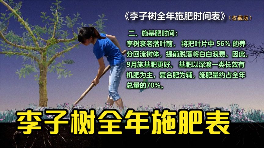 《李树全年施肥时间表》,科学施肥,产值翻倍