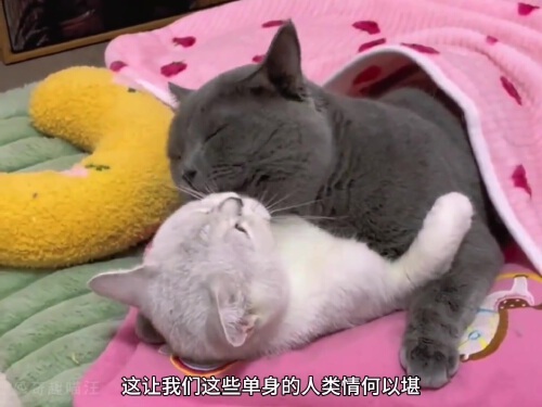 全球范围内最快乐的猫咪,日常上演撒娇狂欢