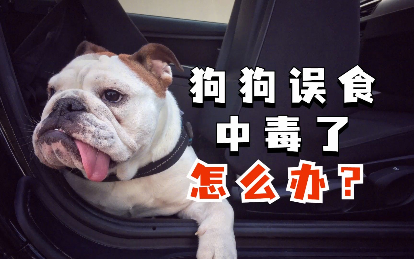 狗狗误食中毒中怎么办?主人最好这样做,能救狗命!