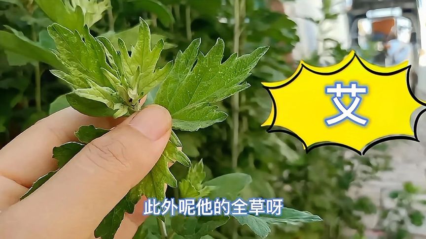 农村常见的艾蒿是个宝,原来有这么多这么多的大用途,快来了解吧