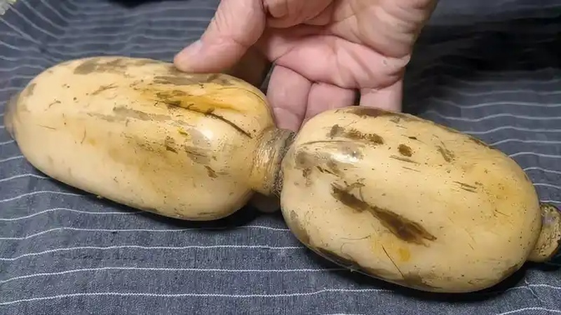 秋天要多吃莲藕,自从学会这样做