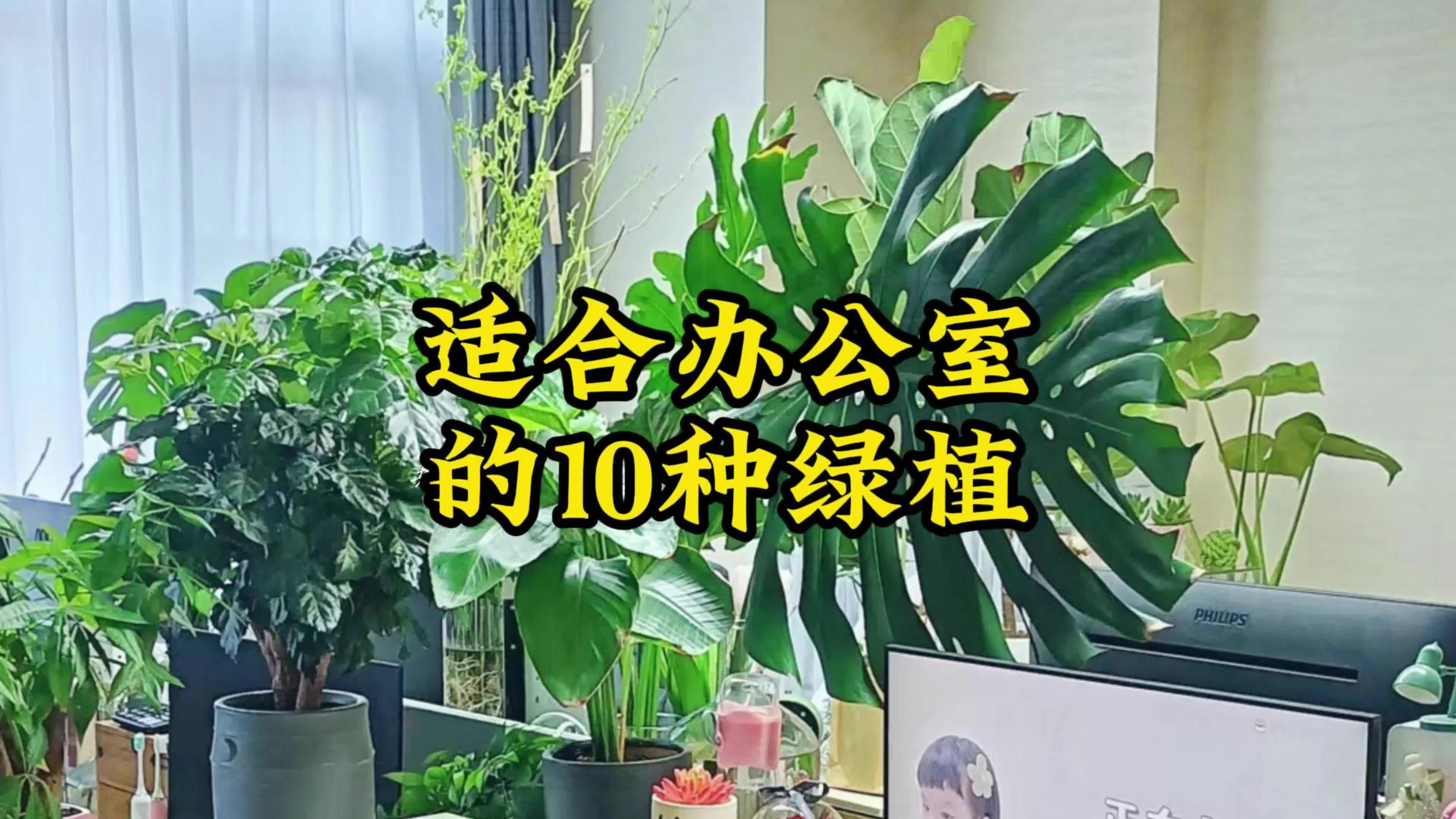 办公室绿植排名前十名,皮实耐荫,高大上有格调