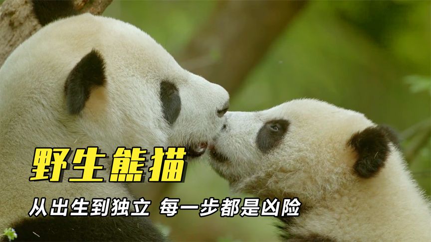 野生熊猫成长记:从出生到独立,每一步都是凶险