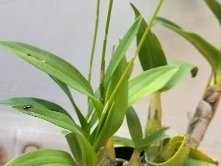 泼墨石斛,感觉好像被摧残的样子,不换介质了,花后再说吧。根系想拆...