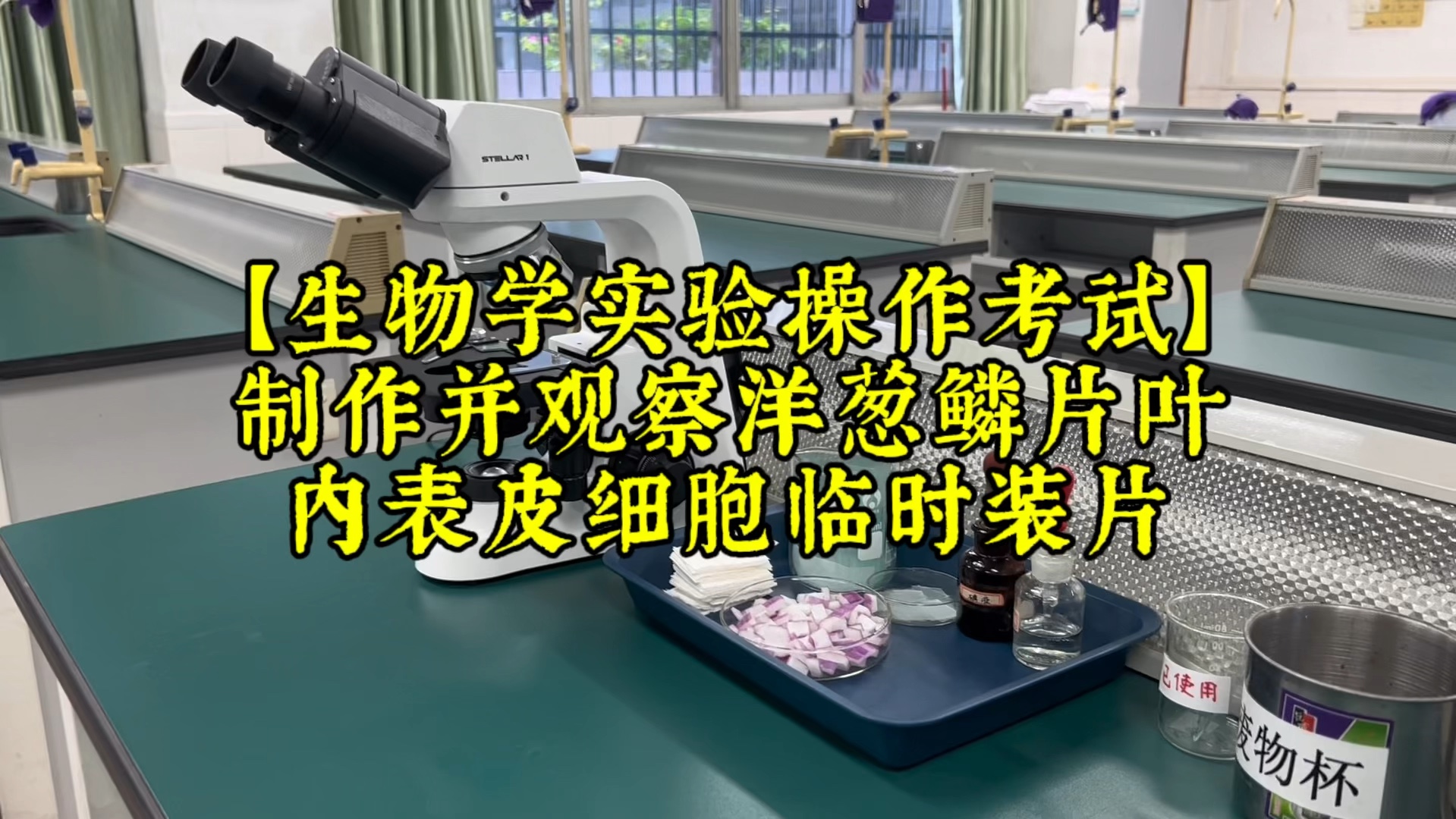 【初中生物实验】显微镜观察洋葱内表皮细胞及临时装片的制作(自录...