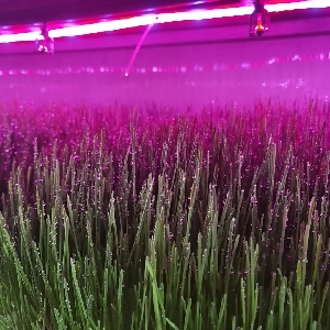 奶皮子酸奶创始人 