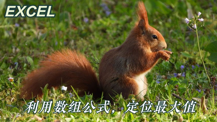 Excel综合应用(5):利用数组公式,定位、突显区域内的最大值