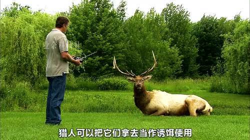 两分钟快速搞懂动物模型是怎么做出来的