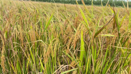 如何判断稻谷成不成熟呢?一看稻穗,二捏稻谷