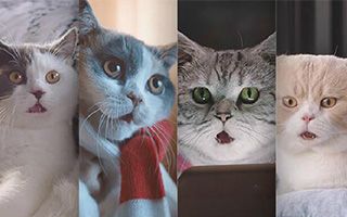 【天猫双十一】萌喵上阵,搞笑对话祝你#双11快乐#!