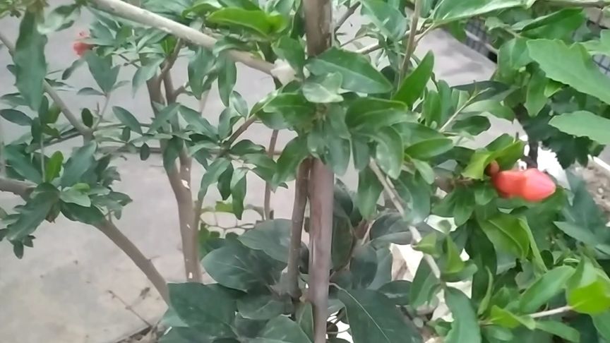 知识拓展 ߌ�ߌ�ߌ�ߌ�花开朵朵 花开淡墨痕
