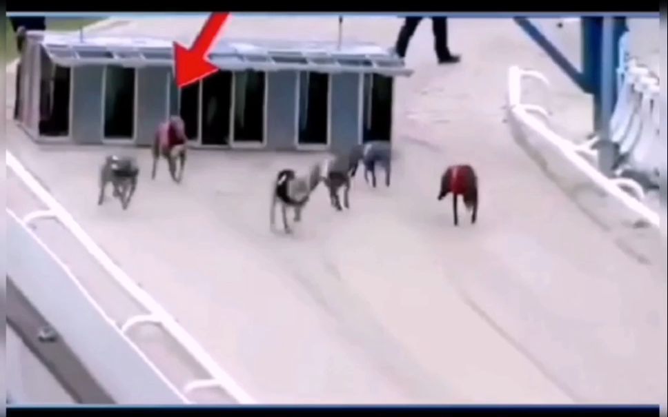 努力到无能为力,拼搏到感动自己