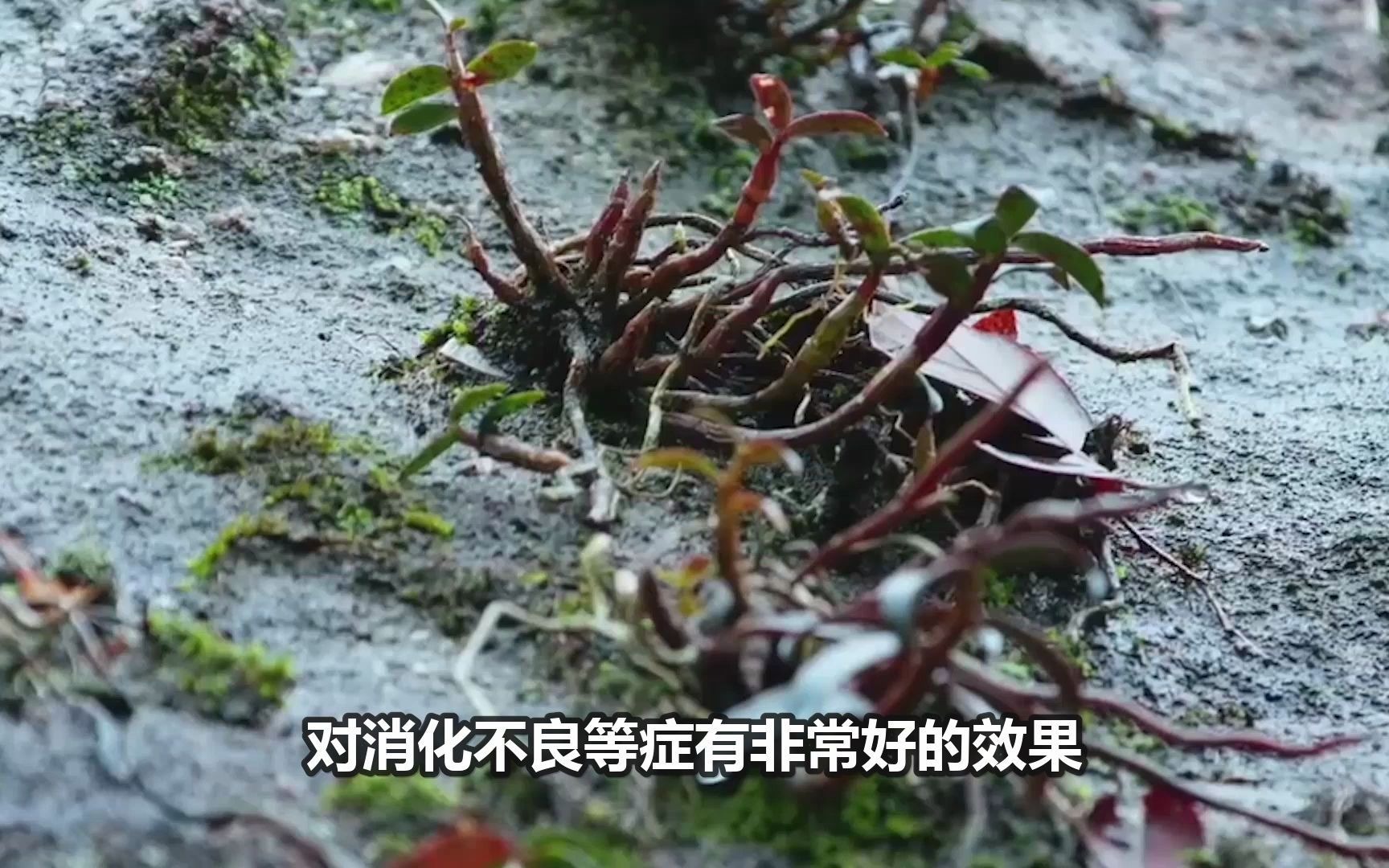 你吃对石斛了吗?号称九大仙草之首的石斛原来有这么功效
