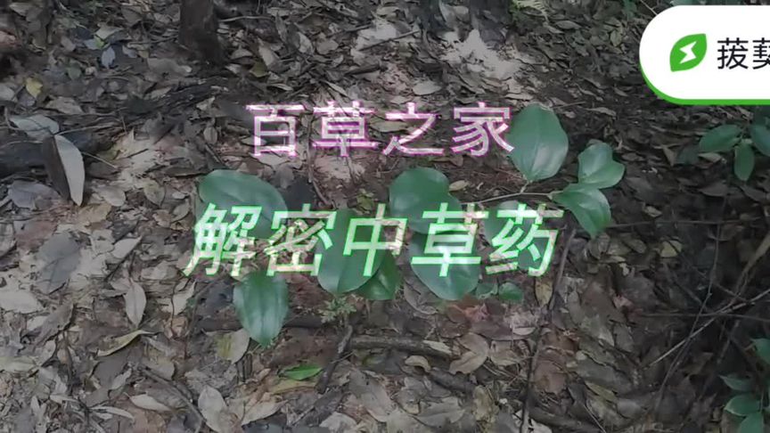 金刚藤#中草药 #植物 #大自然