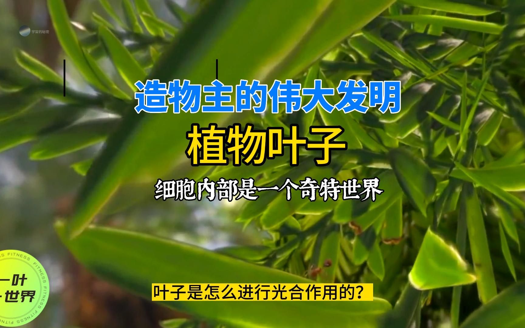 ...难怪可以捕获阳光!一亿倍放大,蚁人视角穿越其中,带你体验一叶一世界