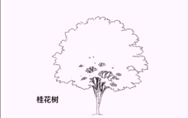 植物单体手绘表现效果图