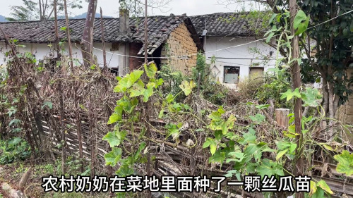 农村奶奶菜地种了一棵丝瓜,如今长到15米,产量大开眼界