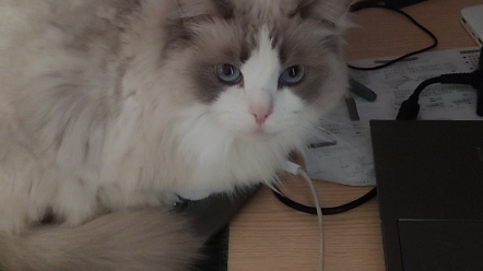 长在电脑上的猫咪,影响居家上班
