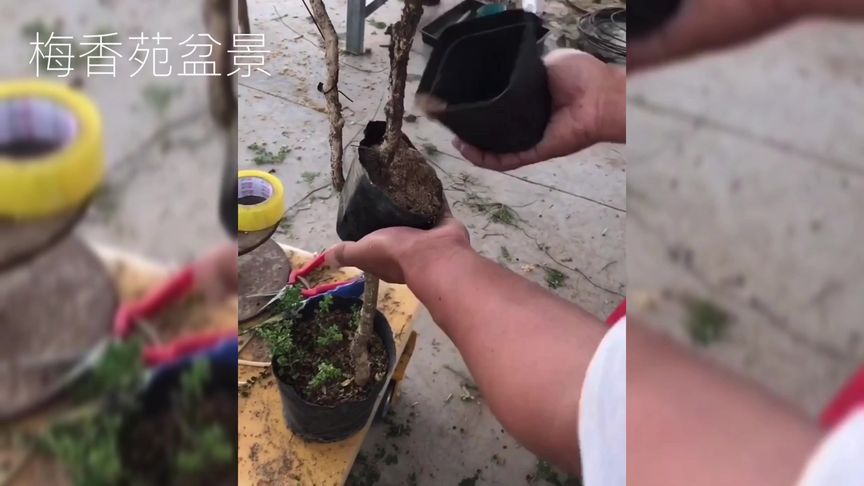 几分钟就可以教会你黄杨素材“高压”繁殖,操作步骤示范!
