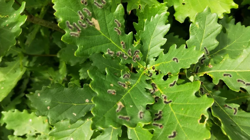 东北辽宁蚕宝宝破壳而出啦,像毛毛虫吧? 带大家了解它的生活习性