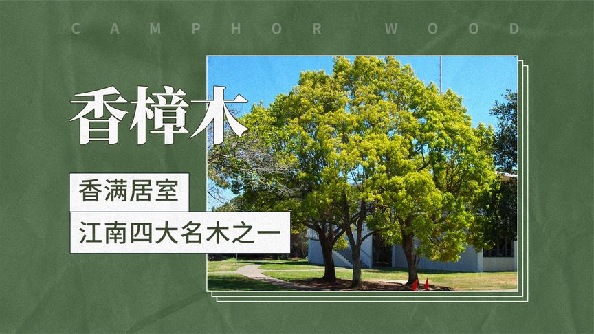 香樟木——香满居室,江南四大名木之一