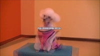 小型犬有哪些品种?适合家养的6种小型犬排名
