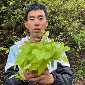 青诺农人