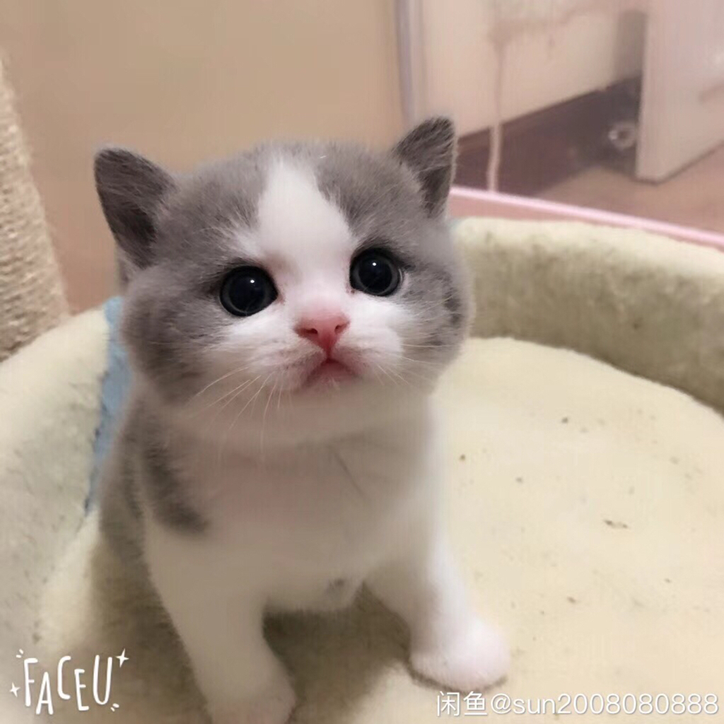 Ro白头 
