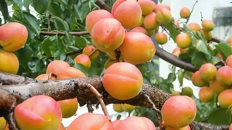 芒果油杏品种详细介绍,芒果油杏苗种植要点