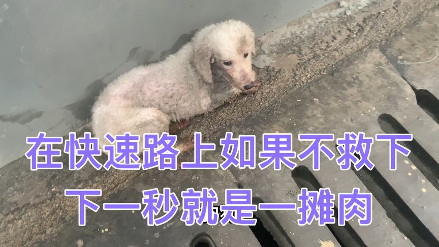 我救的狗狗咬了我一口,没有钱去打针,伤口不是很大就破皮见血了